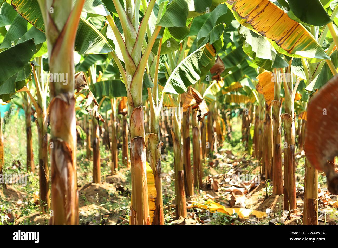Banana tree leaves A detailed close-up photo showcasing the vibrant ...