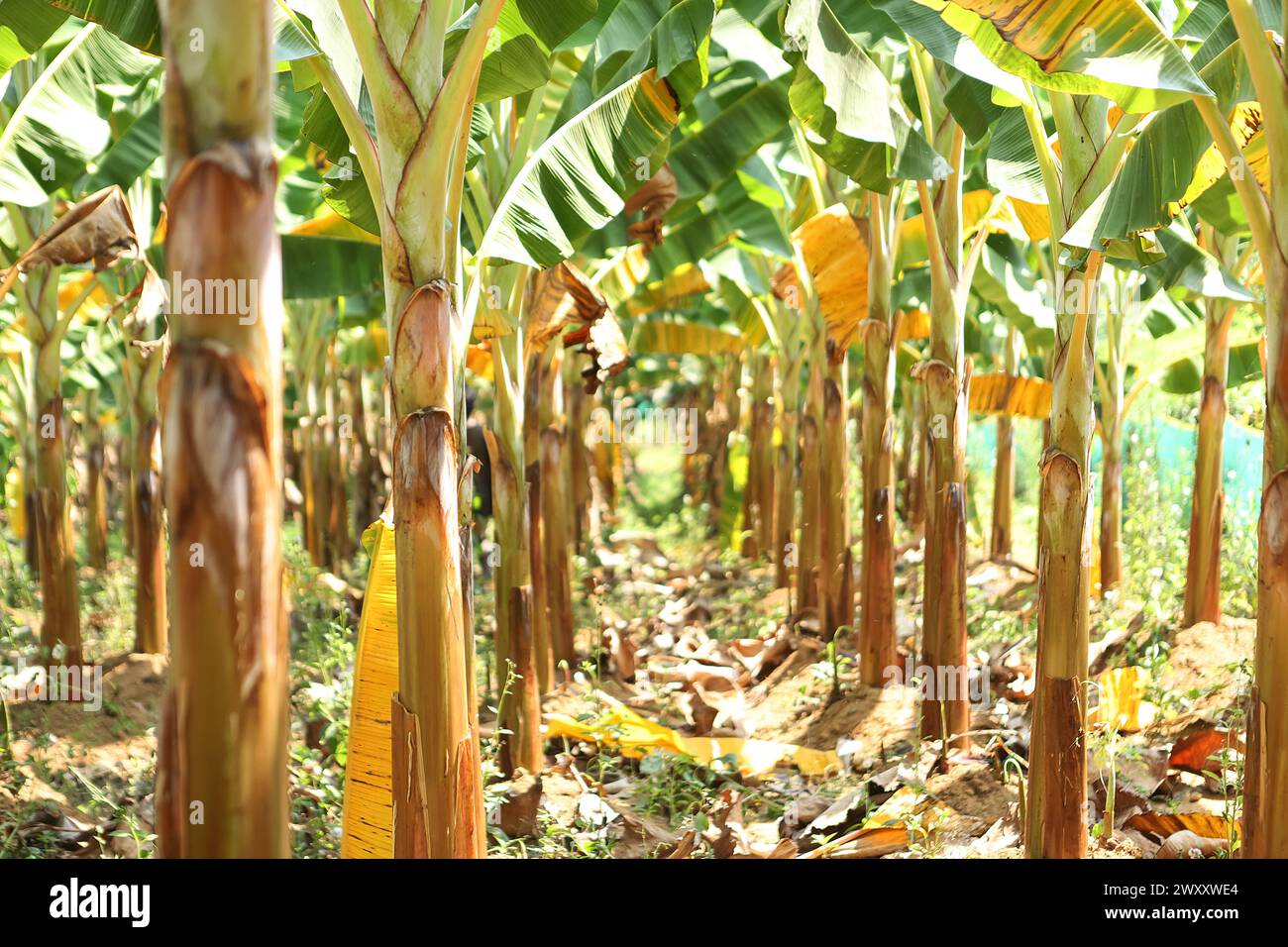 Banana tree leaves A detailed close-up photo showcasing the vibrant ...