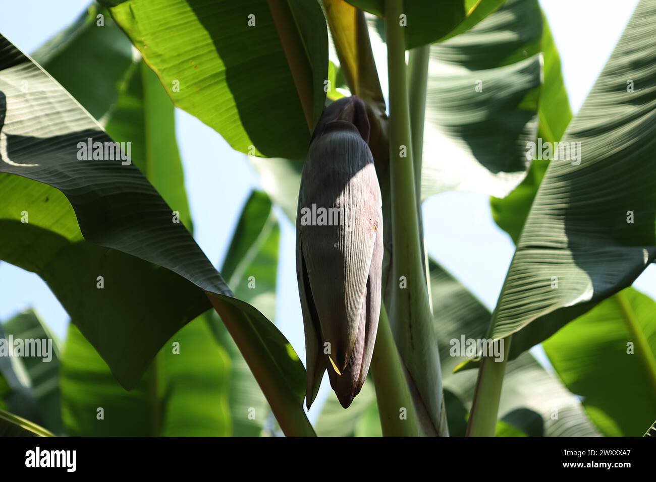 Banana tree leaves A detailed close-up photo showcasing the vibrant ...