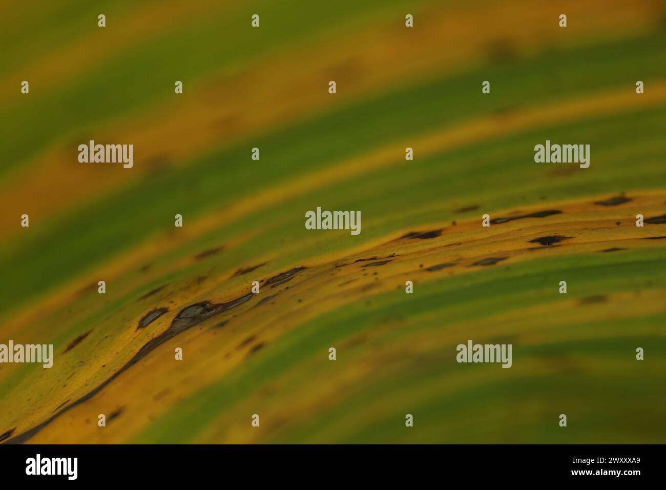Banana tree leaves A detailed close-up photo showcasing the vibrant ...