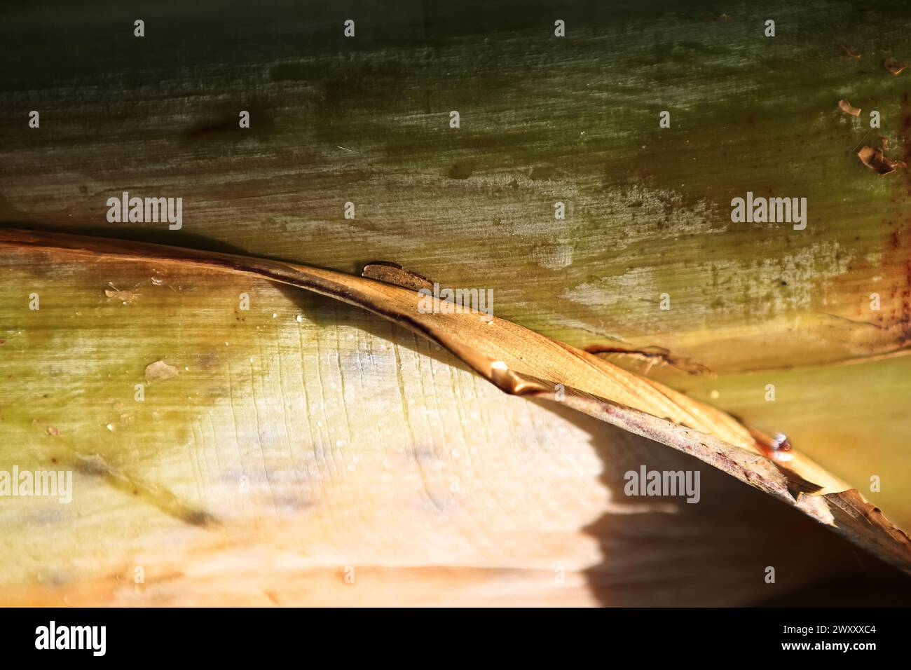 Banana tree leaves A detailed close-up photo showcasing the vibrant ...