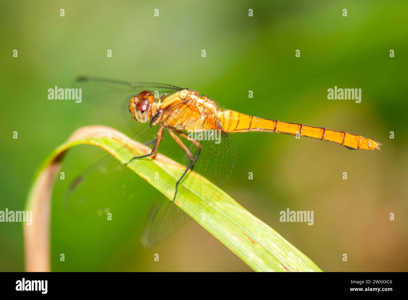 Orthetrum testaceum, common names Crimson Dropwing or Orange Skimmer ...