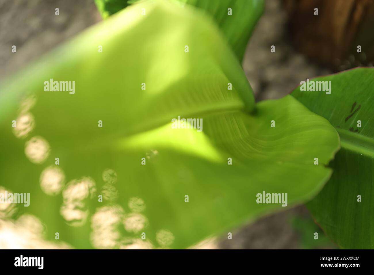 Banana tree leaves A detailed close-up photo showcasing the vibrant ...