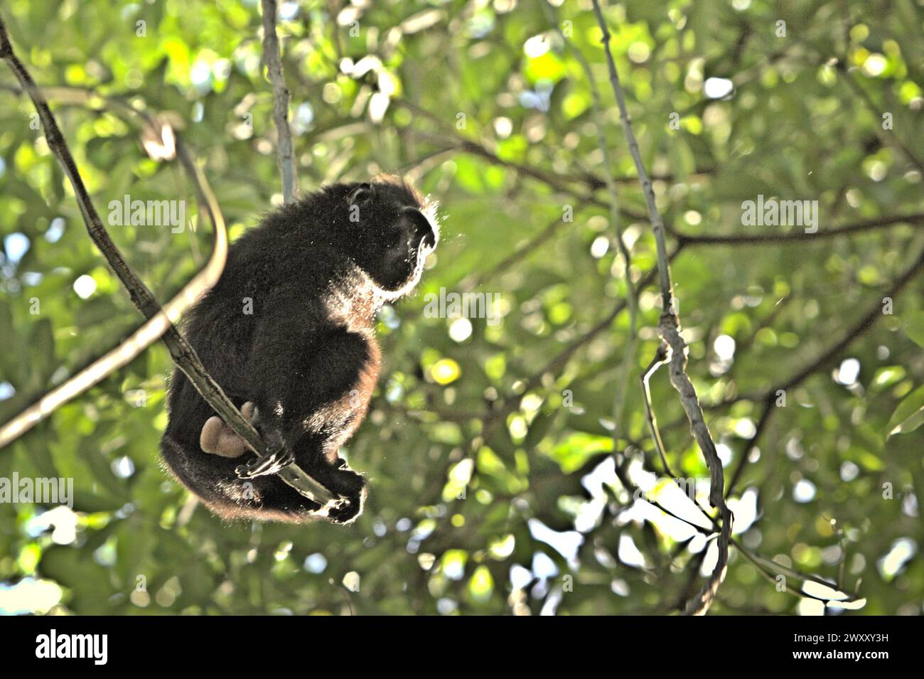 A Sulawesi black-crested macaque (Macaca nigra) sitting on a liana vine ...