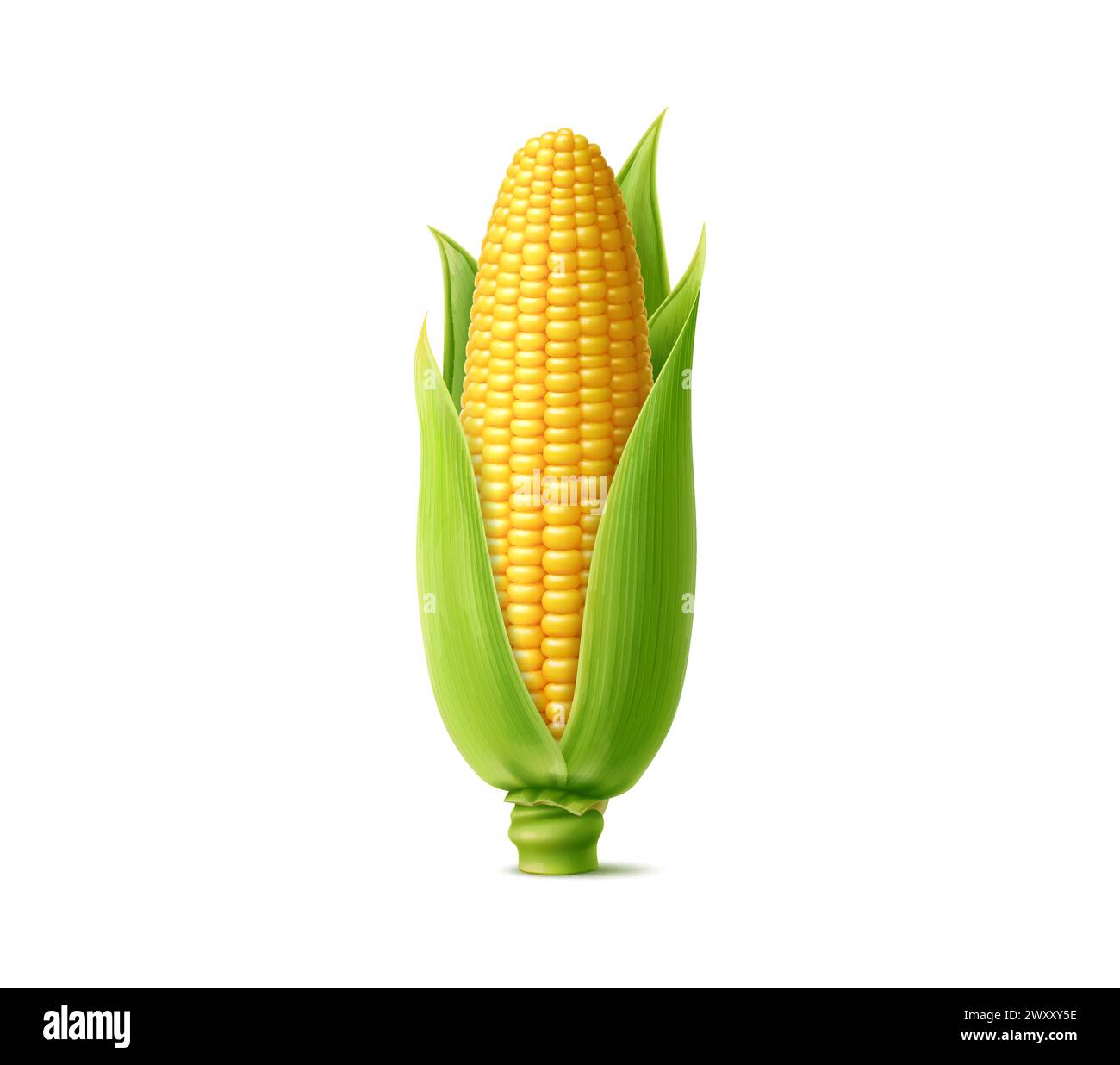 Realistic ripe sweet corn cob. Isolated 3d vector yellow raw maize ...