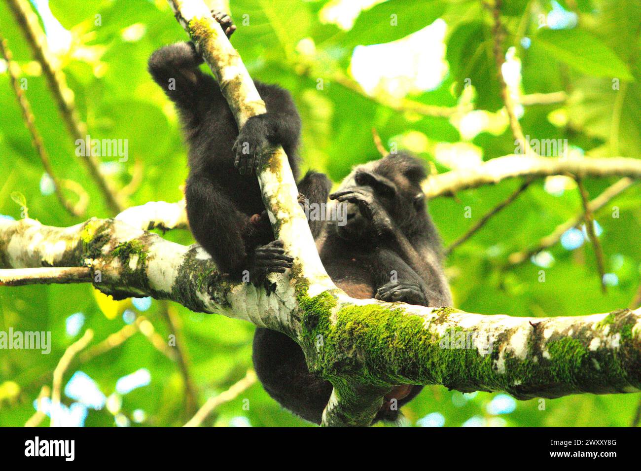 Habitat climate shift hi-res stock photography and images - Alamy