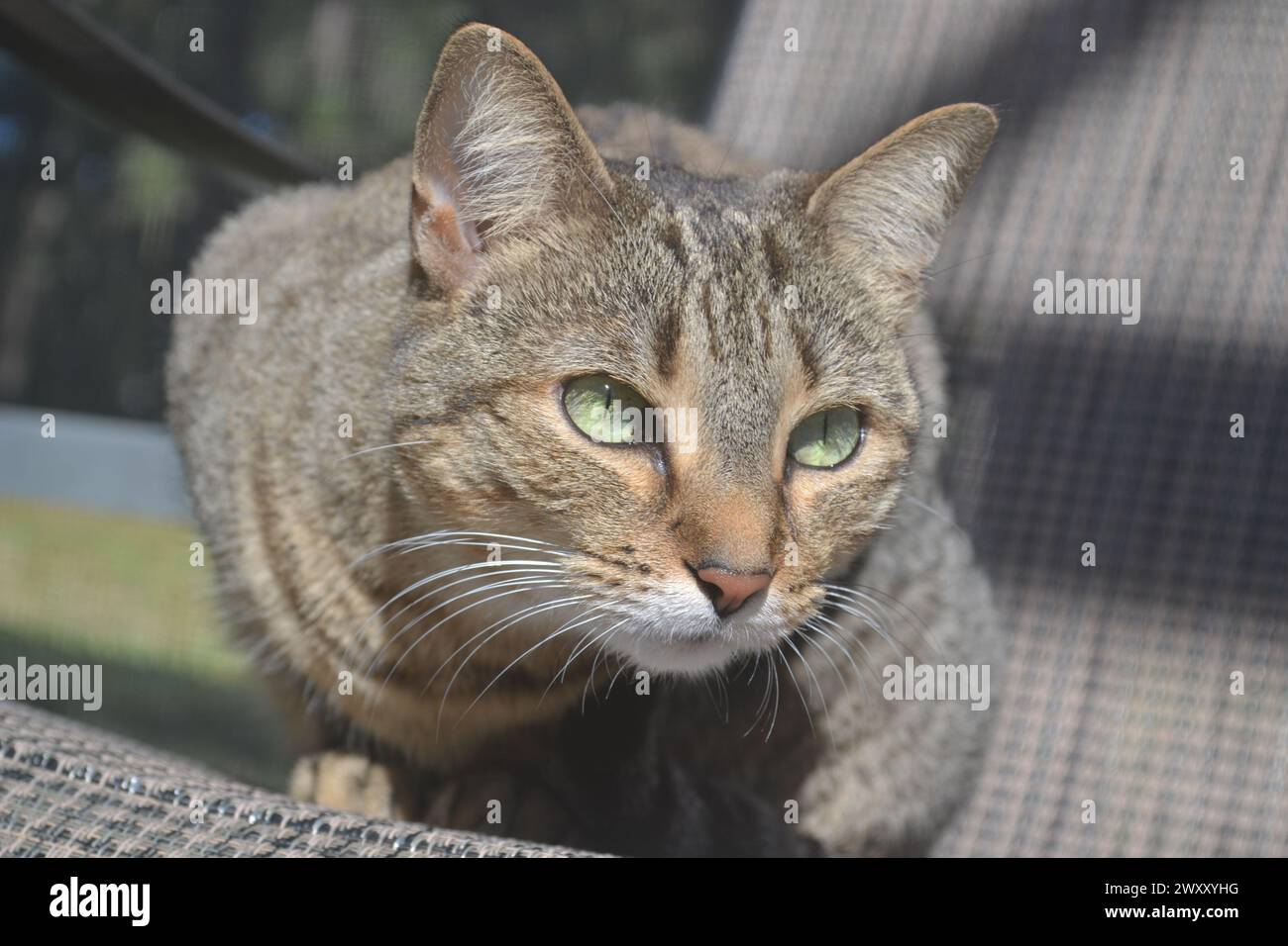 A curious Tabby cat perches on a patio chair, its large green eyes and ...