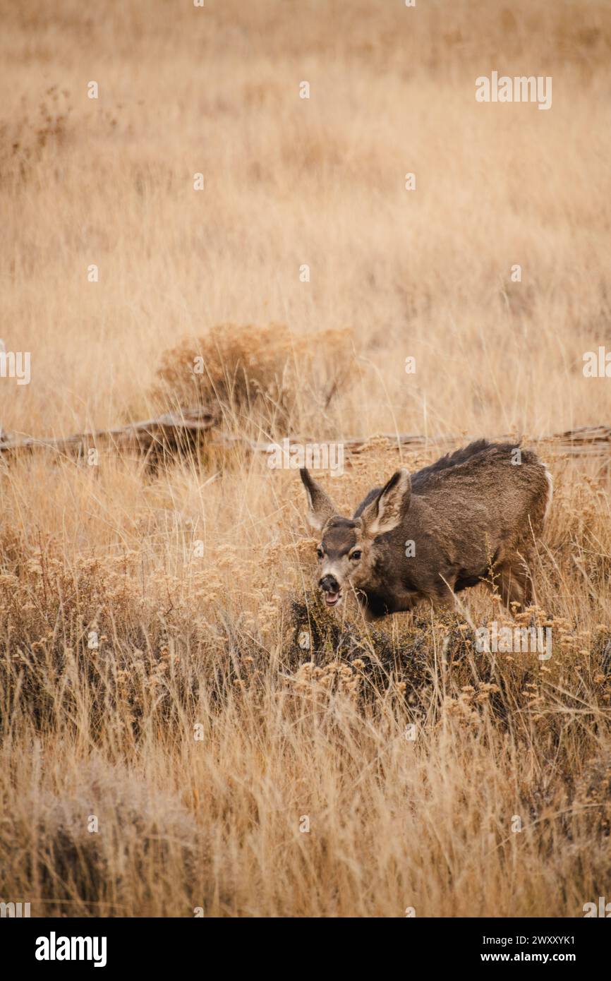 Mule deer (Odocoileus hemionus) eating in a grassy field in Bryce ...