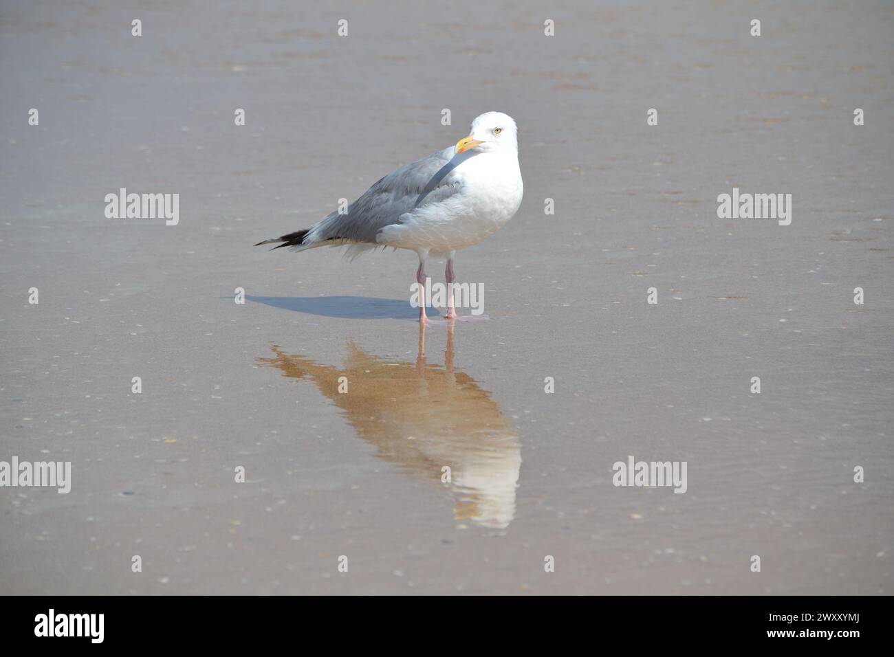 Seagull feet hi-res stock photography and images - Alamy