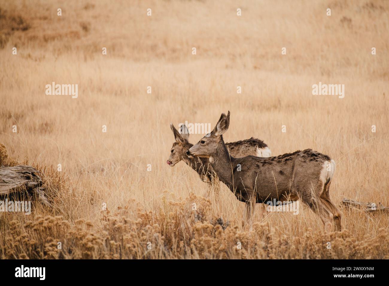 Mule deer (Odocoileus hemionus) eating in a grassy field in Bryce ...