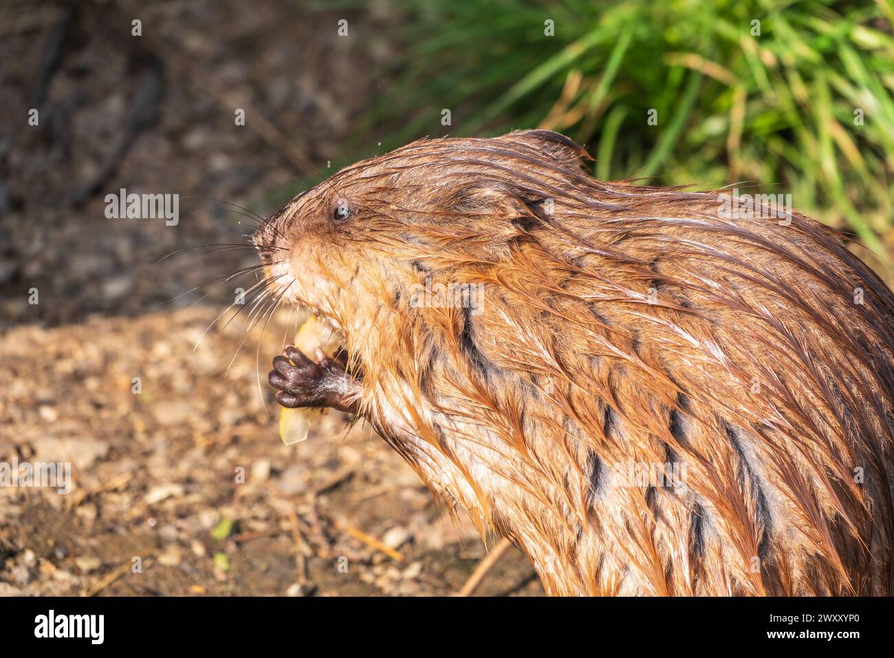Wild animal Muskrat, Ondatra zibethicuseats, eats on the river bank. Muskrat, Ondatra zibethicus ...