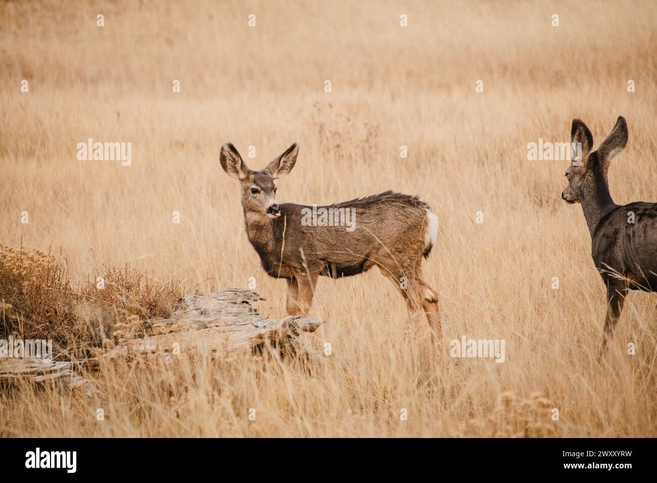 Mule deer (Odocoileus hemionus) eating in a grassy field in Bryce ...