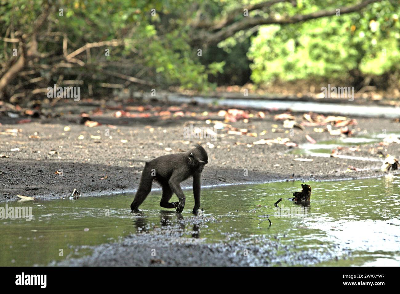 A crested macaque (Macaca nigra) crossing a stream close to a beach, as ...