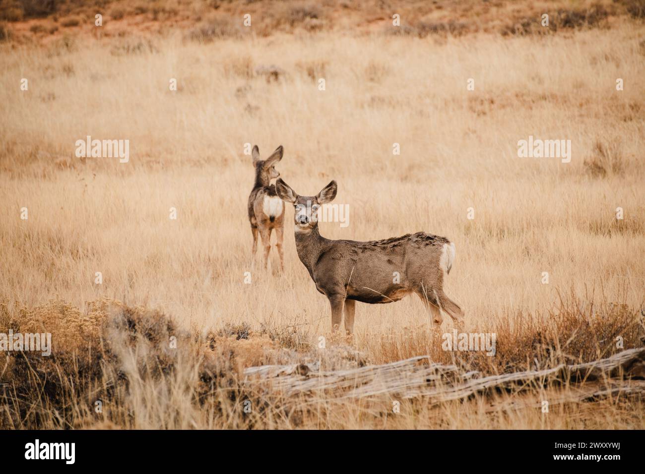 Mule deer (Odocoileus hemionus) eating in a grassy field in Bryce ...