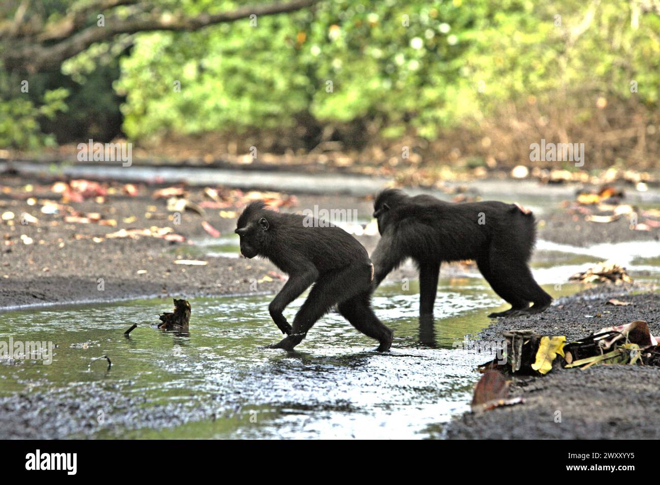 Crested macaques (Macaca nigra) crossing a stream close to a beach, as ...