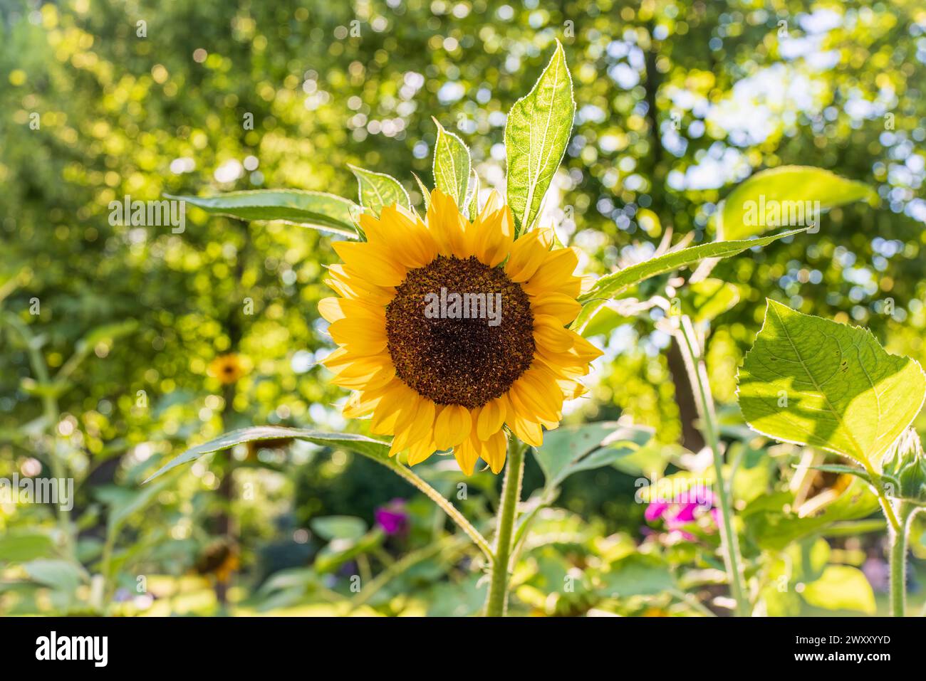 Setting sun over field of blooming sunflowers. Bright photo of ...