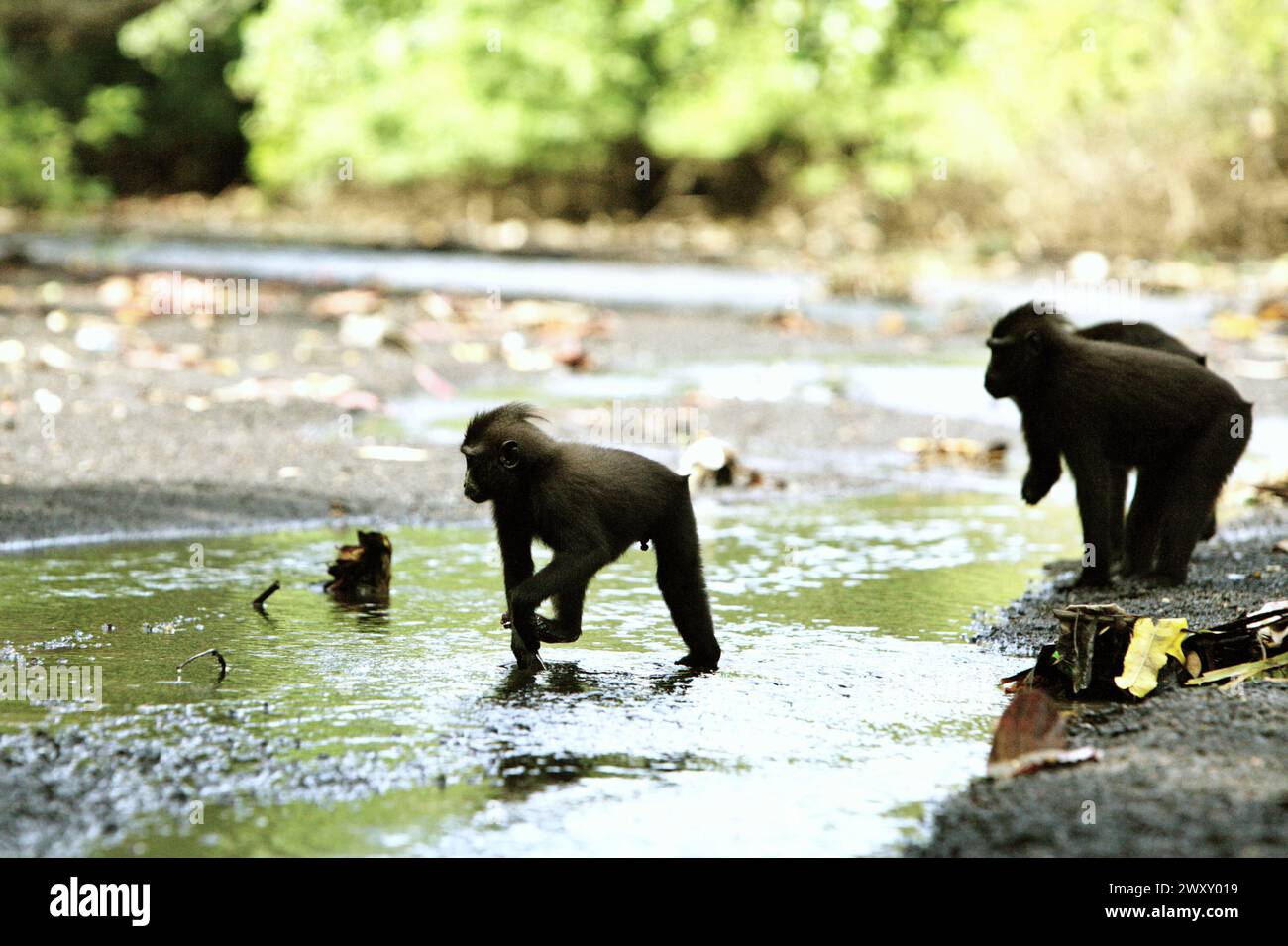 Crested macaques (Macaca nigra) crossing a stream close to a beach, as ...