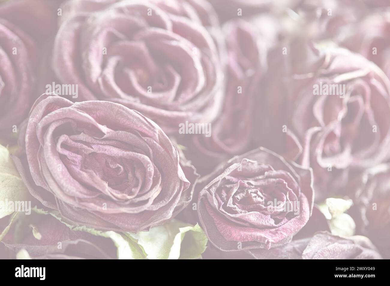 Floral background. Withered roses. Dried roses Stock Photo - Alamy