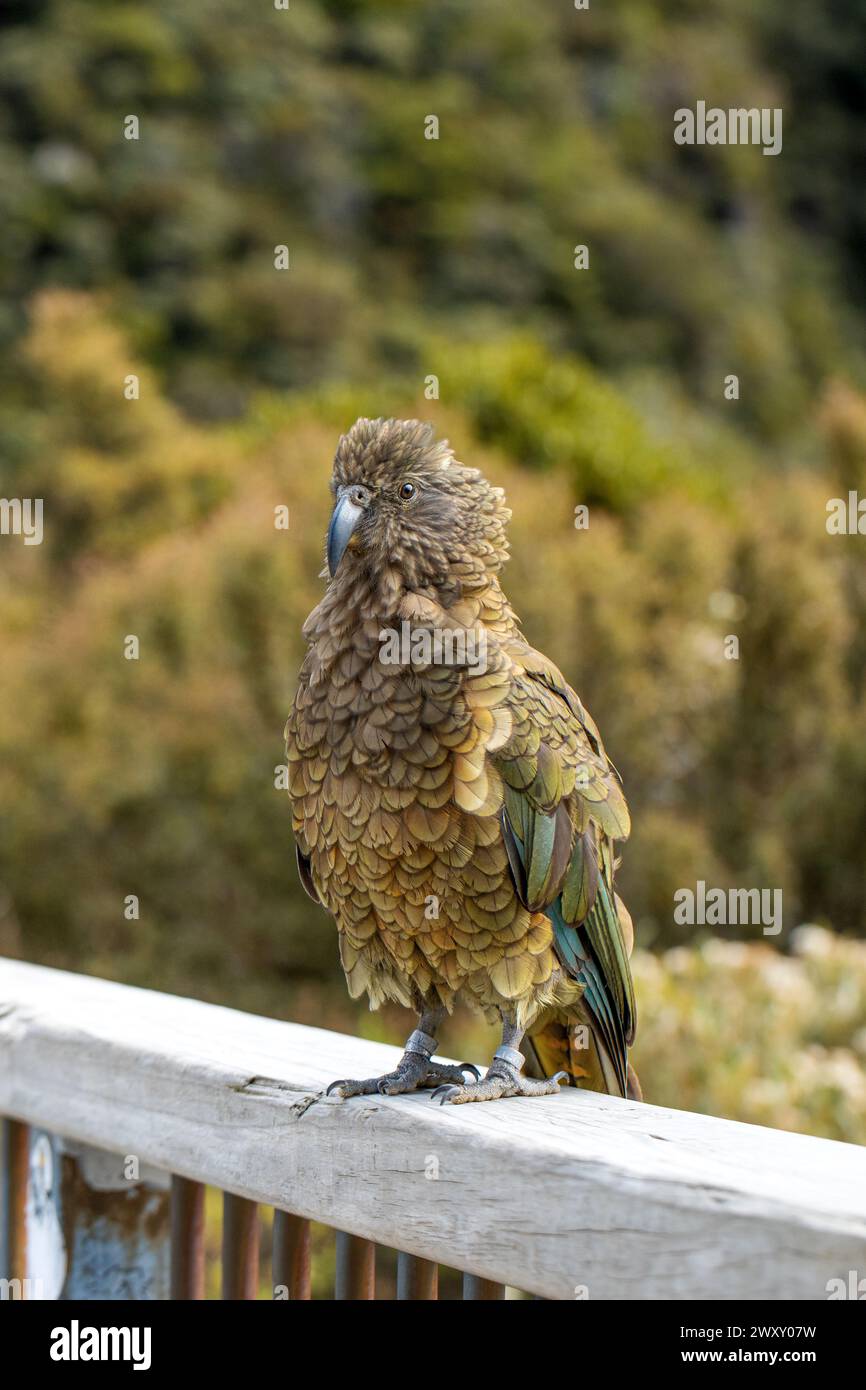 Curious Kea perched in the wild, encapsulating the spirit of New ...