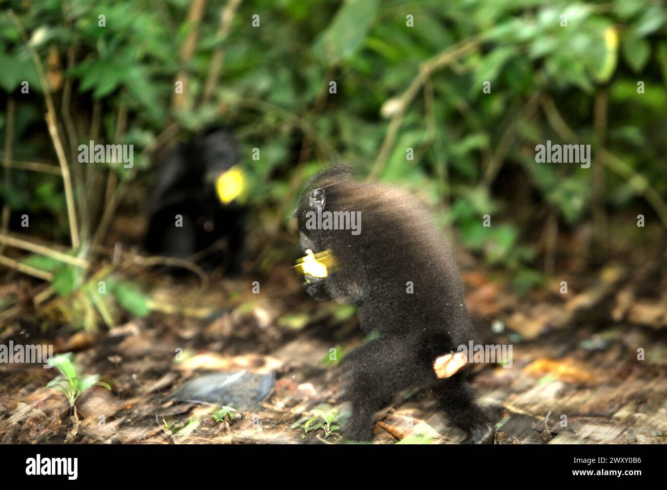 A crested macaque (Macaca nigra) moving bipedally on forest floor, as ...