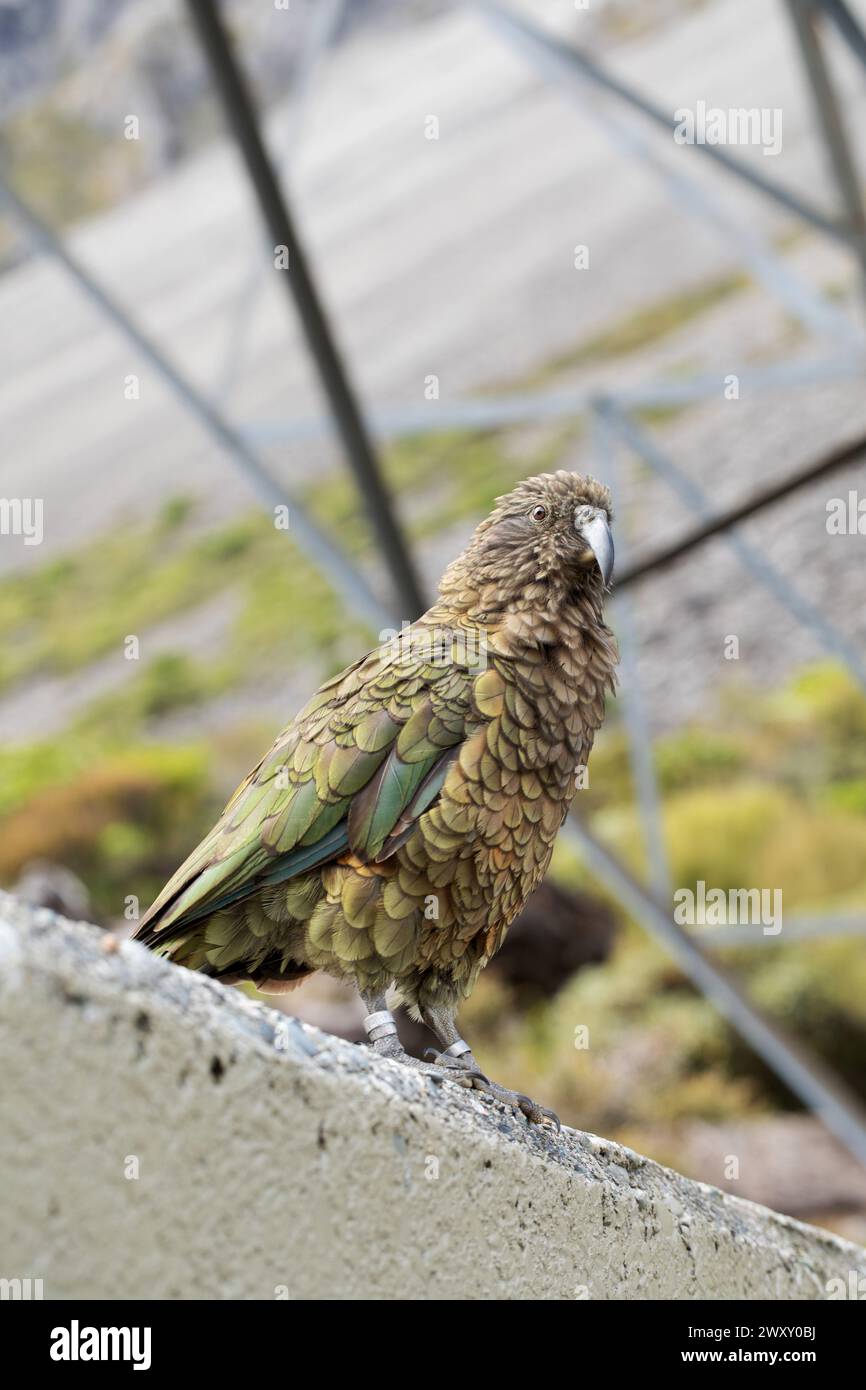 Kea bird on a journey in Arthur's Pass, inviting travel and exploration ...