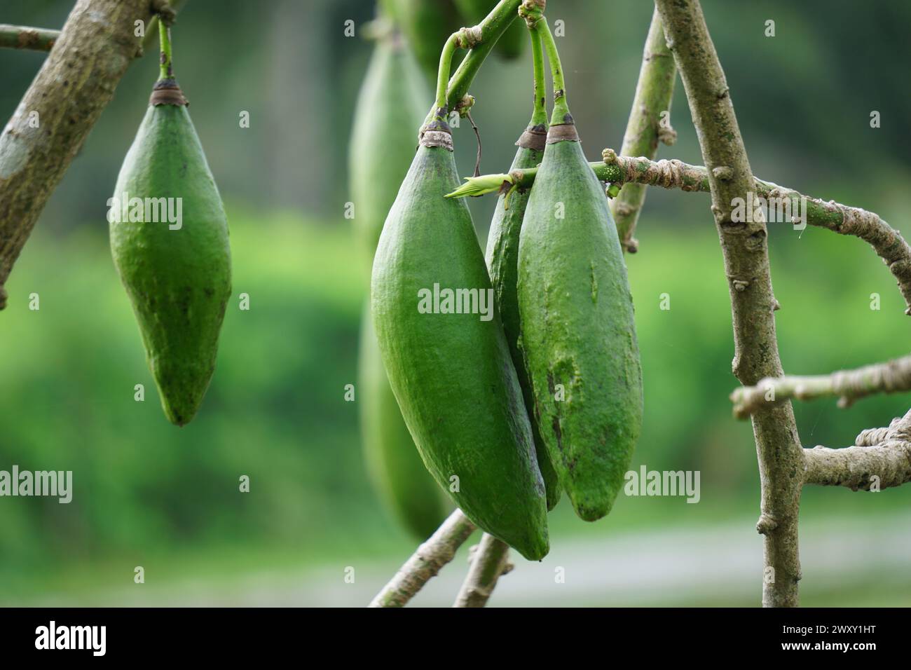 The fruit of Ceiba pentandra (cotton, Java kapok, silk cotton, samauma ...