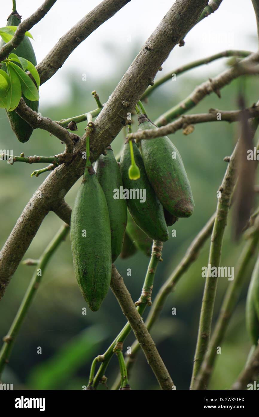 The fruit of Ceiba pentandra (cotton, Java kapok, silk cotton, samauma ...