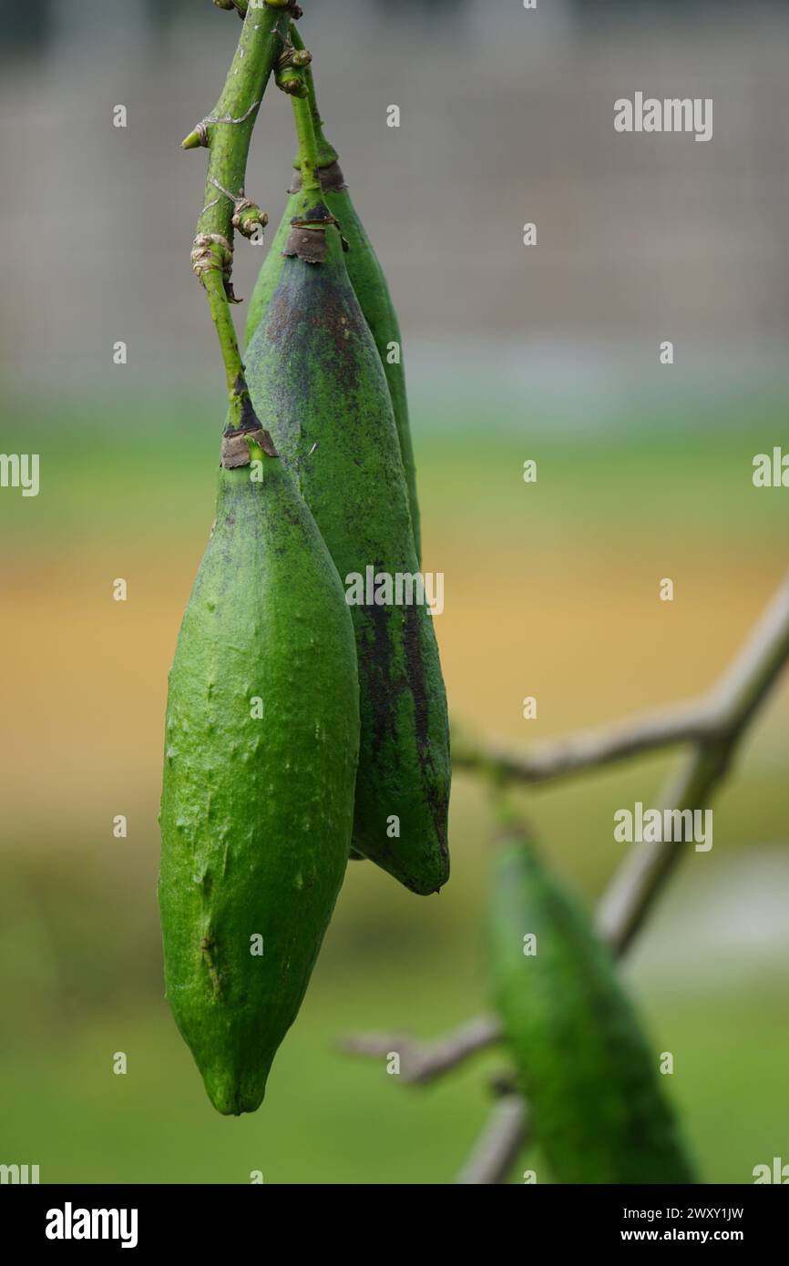 The fruit of Ceiba pentandra (cotton, Java kapok, silk cotton, samauma ...