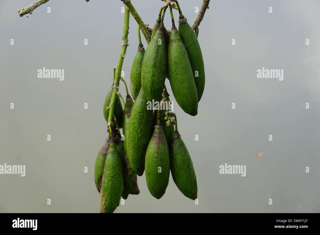 The fruit of Ceiba pentandra (cotton, Java kapok, silk cotton, samauma ...