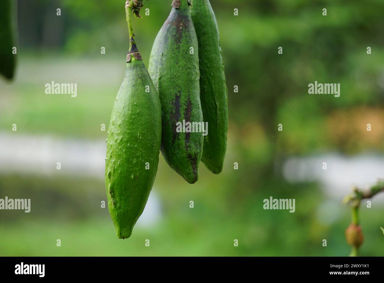 The fruit of Ceiba pentandra (cotton, Java kapok, silk cotton, samauma ...