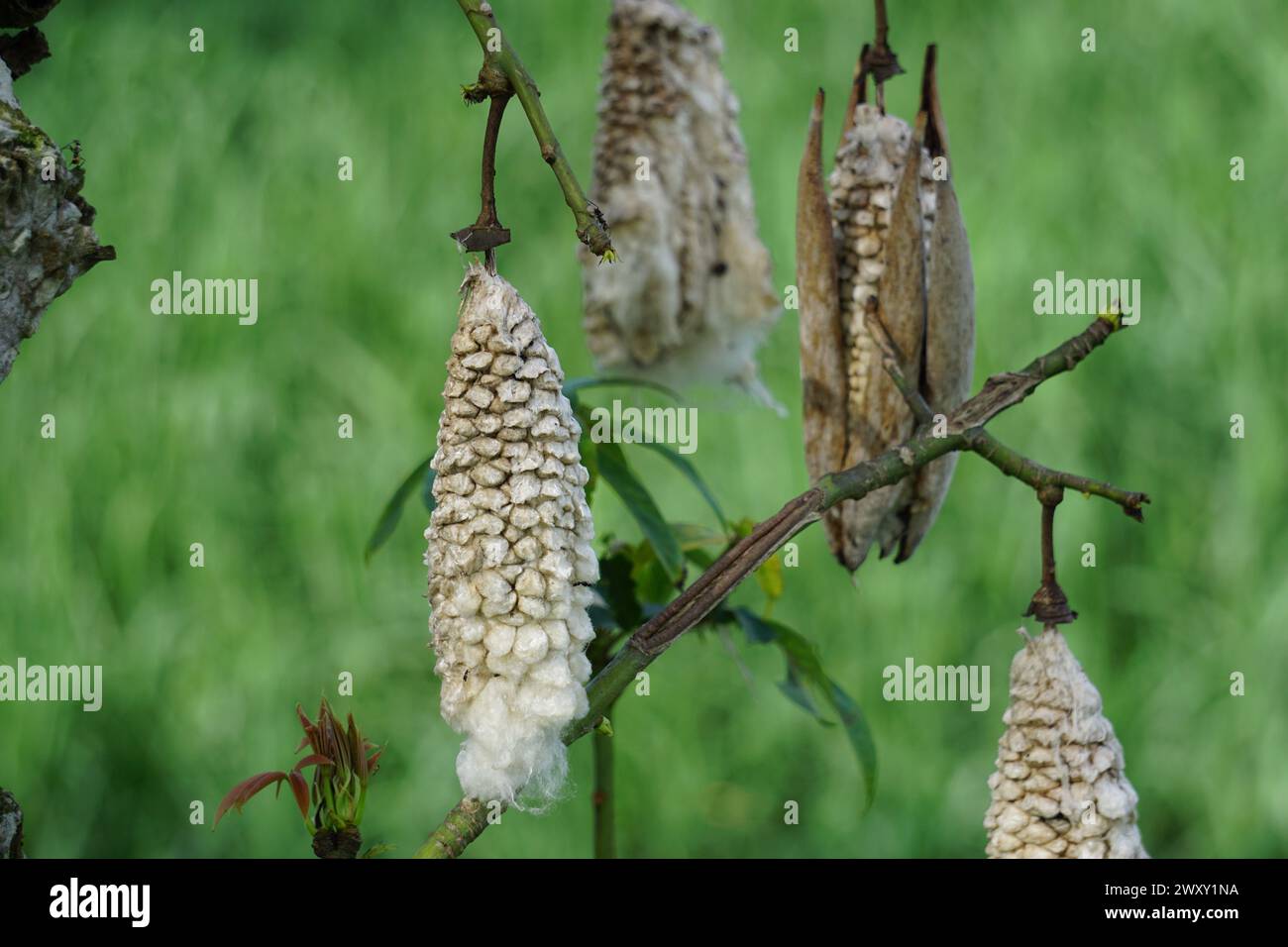 The fruit of Ceiba pentandra (cotton, Java kapok, silk cotton, samauma ...