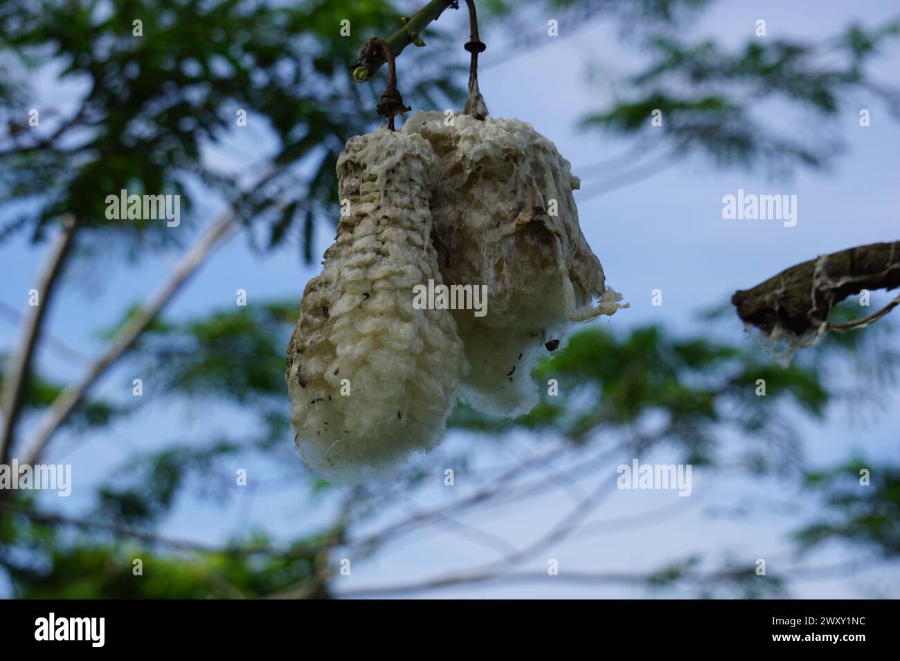 The fruit of Ceiba pentandra (cotton, Java kapok, silk cotton, samauma ...