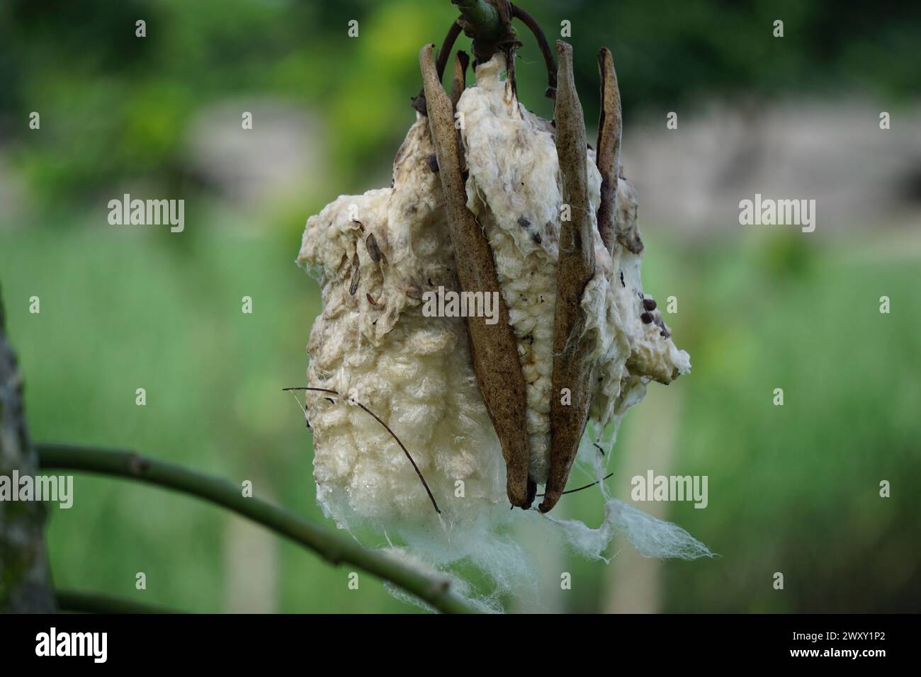 The fruit of Ceiba pentandra (cotton, Java kapok, silk cotton, samauma ...