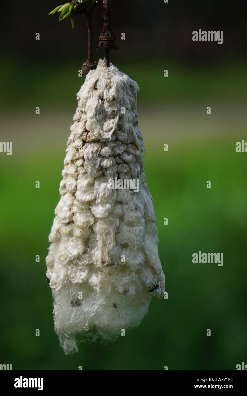 The fruit of Ceiba pentandra (cotton, Java kapok, silk cotton, samauma ...
