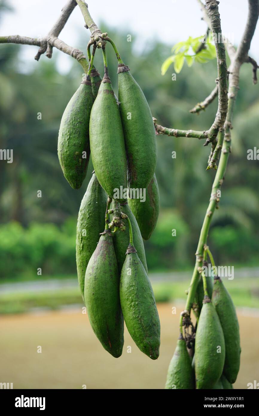 The fruit of Ceiba pentandra (cotton, Java kapok, silk cotton, samauma ...