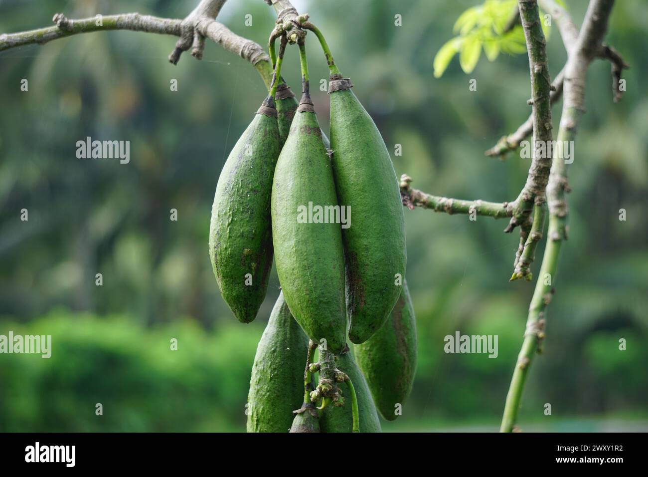 The fruit of Ceiba pentandra (cotton, Java kapok, silk cotton, samauma ...