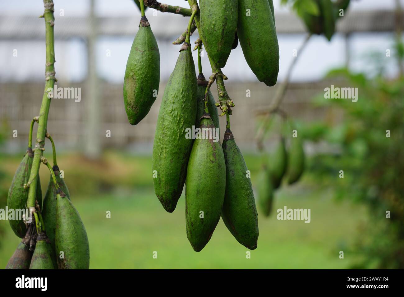 The fruit of Ceiba pentandra (cotton, Java kapok, silk cotton, samauma ...