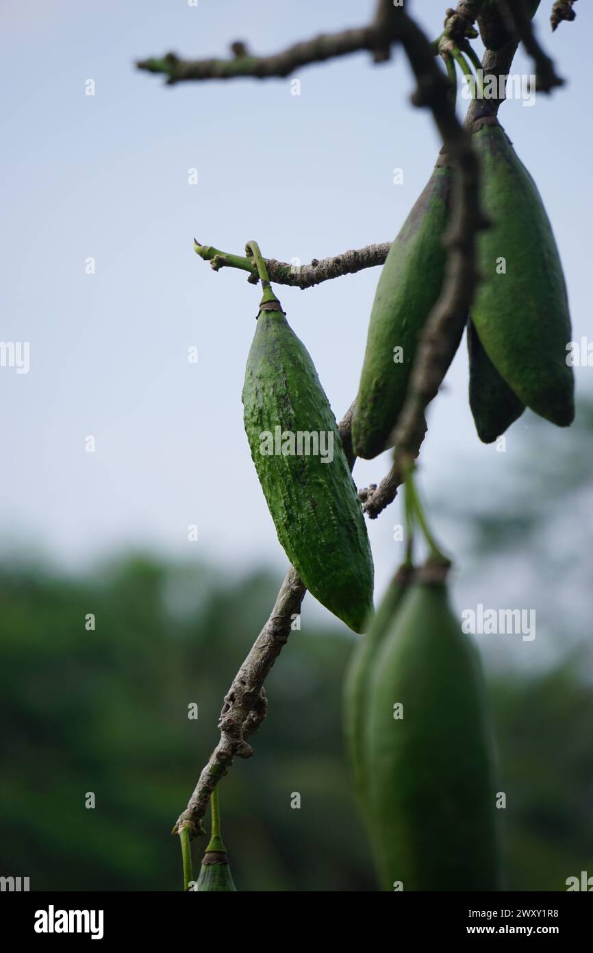 The fruit of Ceiba pentandra (cotton, Java kapok, silk cotton, samauma ...