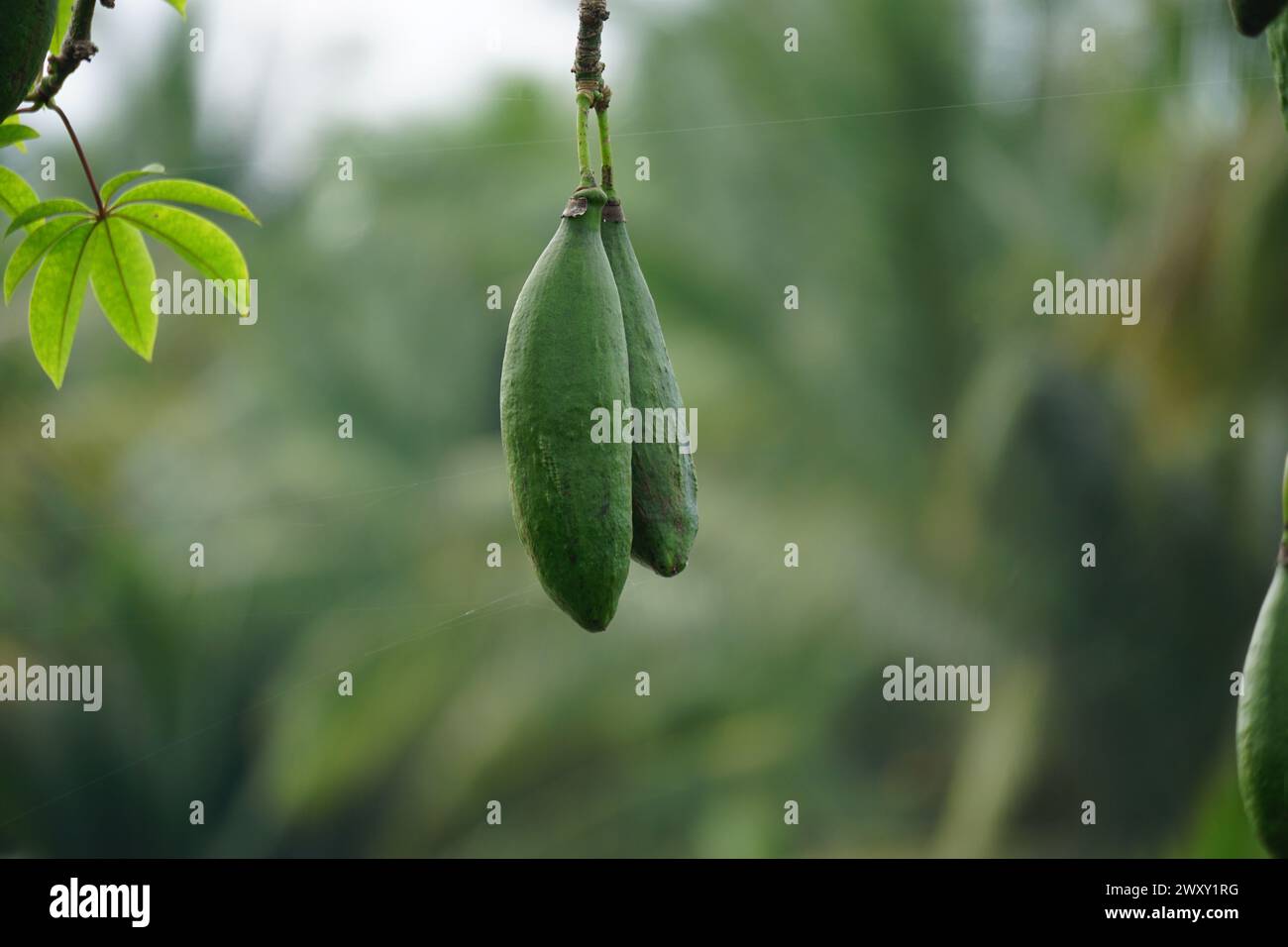 The fruit of Ceiba pentandra (cotton, Java kapok, silk cotton, samauma ...
