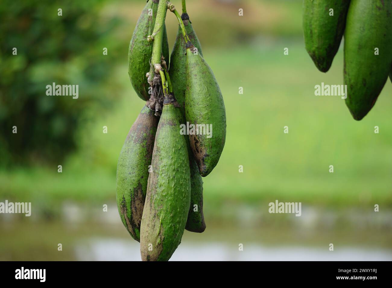 The fruit of Ceiba pentandra (cotton, Java kapok, silk cotton, samauma ...