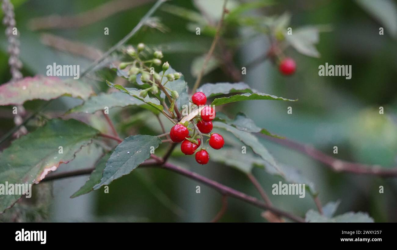 Rivina humilis (pigeonberry, rouge plant, baby peppers, bloodberry ...