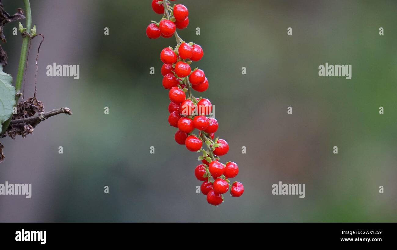 Rivina humilis (pigeonberry, rouge plant, baby peppers, bloodberry ...