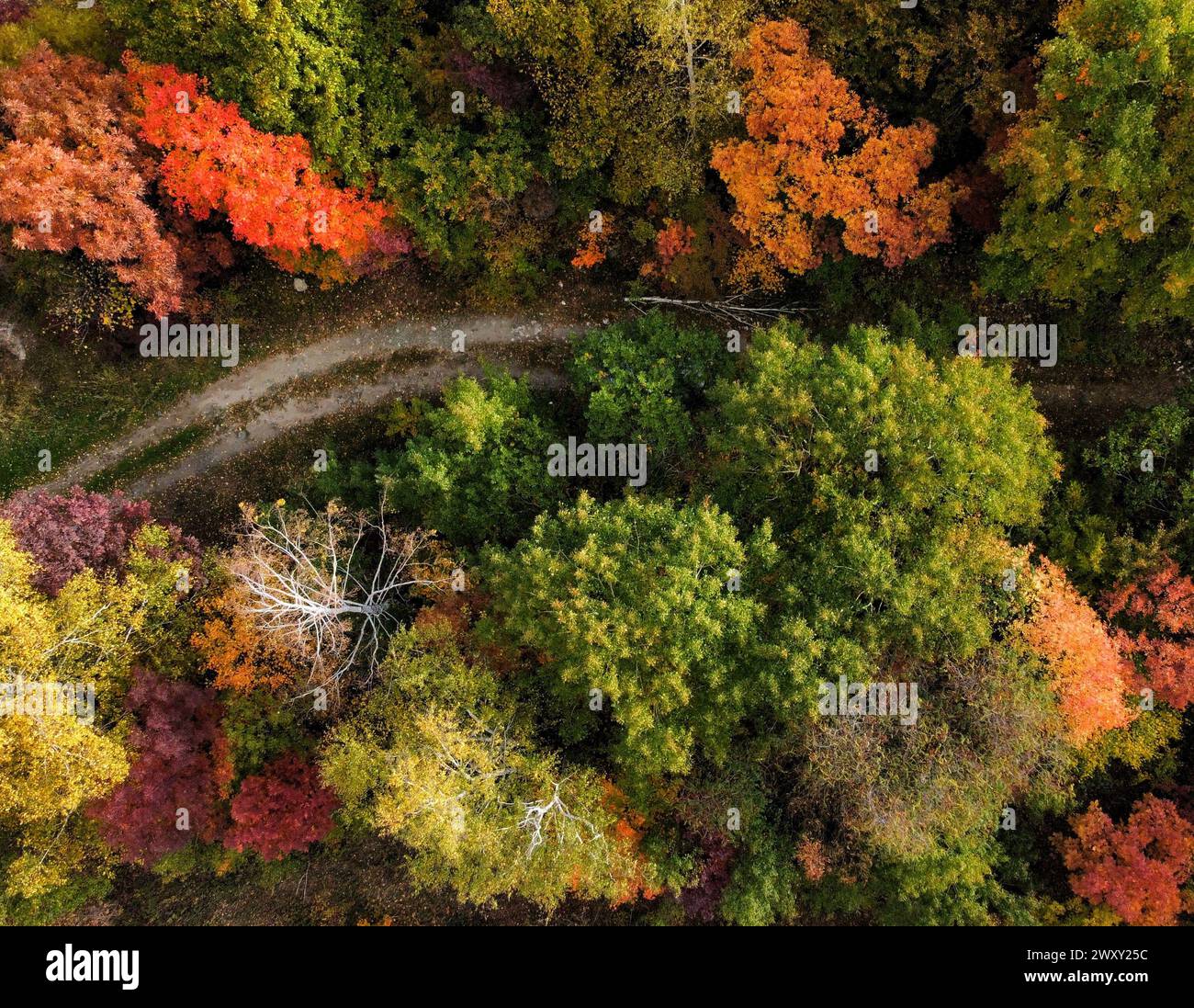 Black forest romantic road hi-res stock photography and images - Alamy