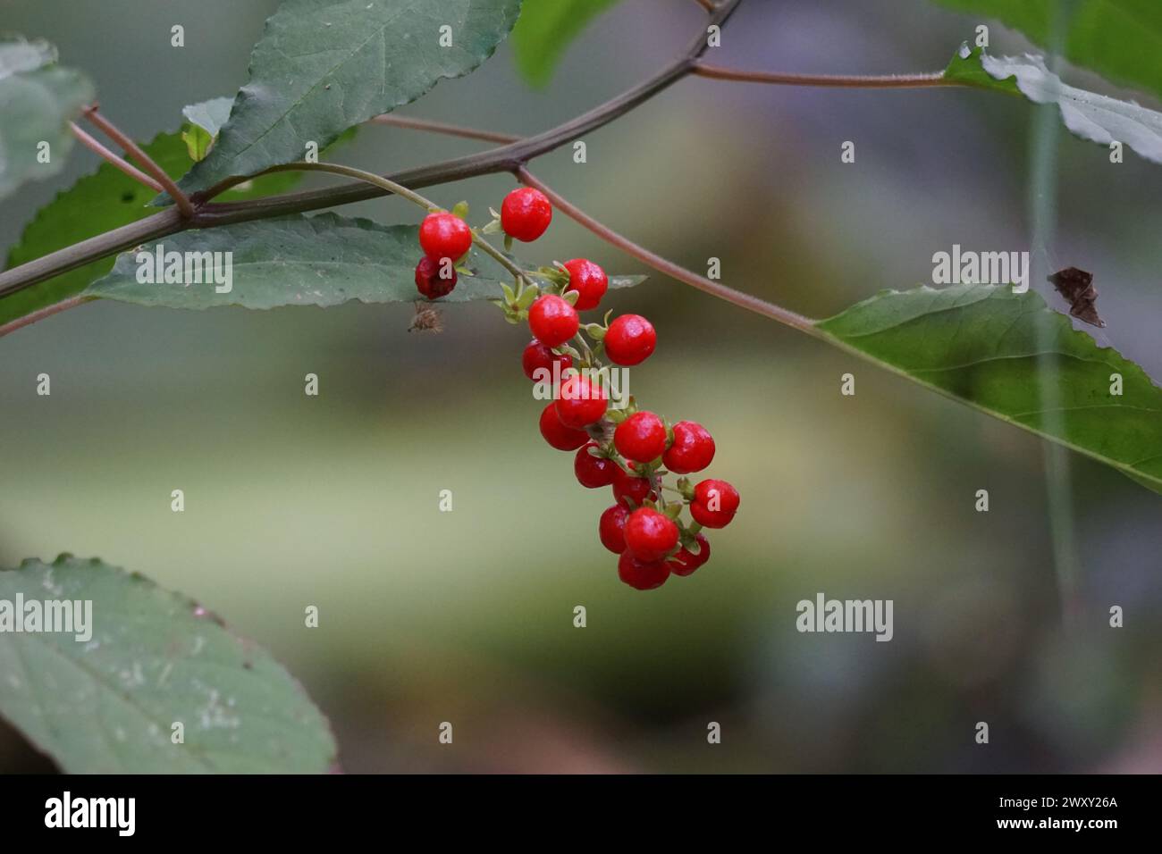 Rivina humilis (pigeonberry, rouge plant, baby peppers, bloodberry ...