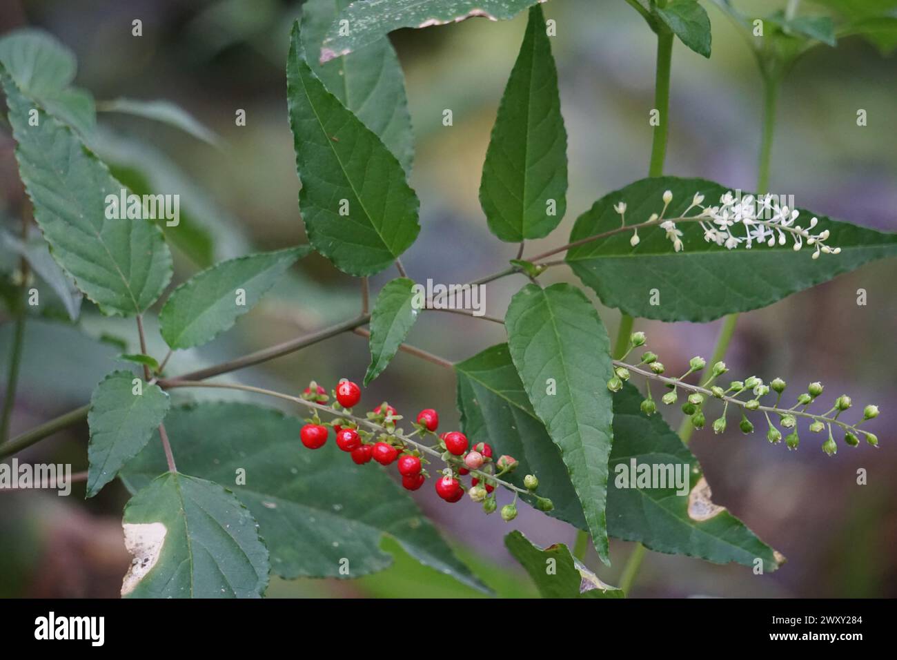 Rivina humilis (pigeonberry, rouge plant, baby peppers, bloodberry ...