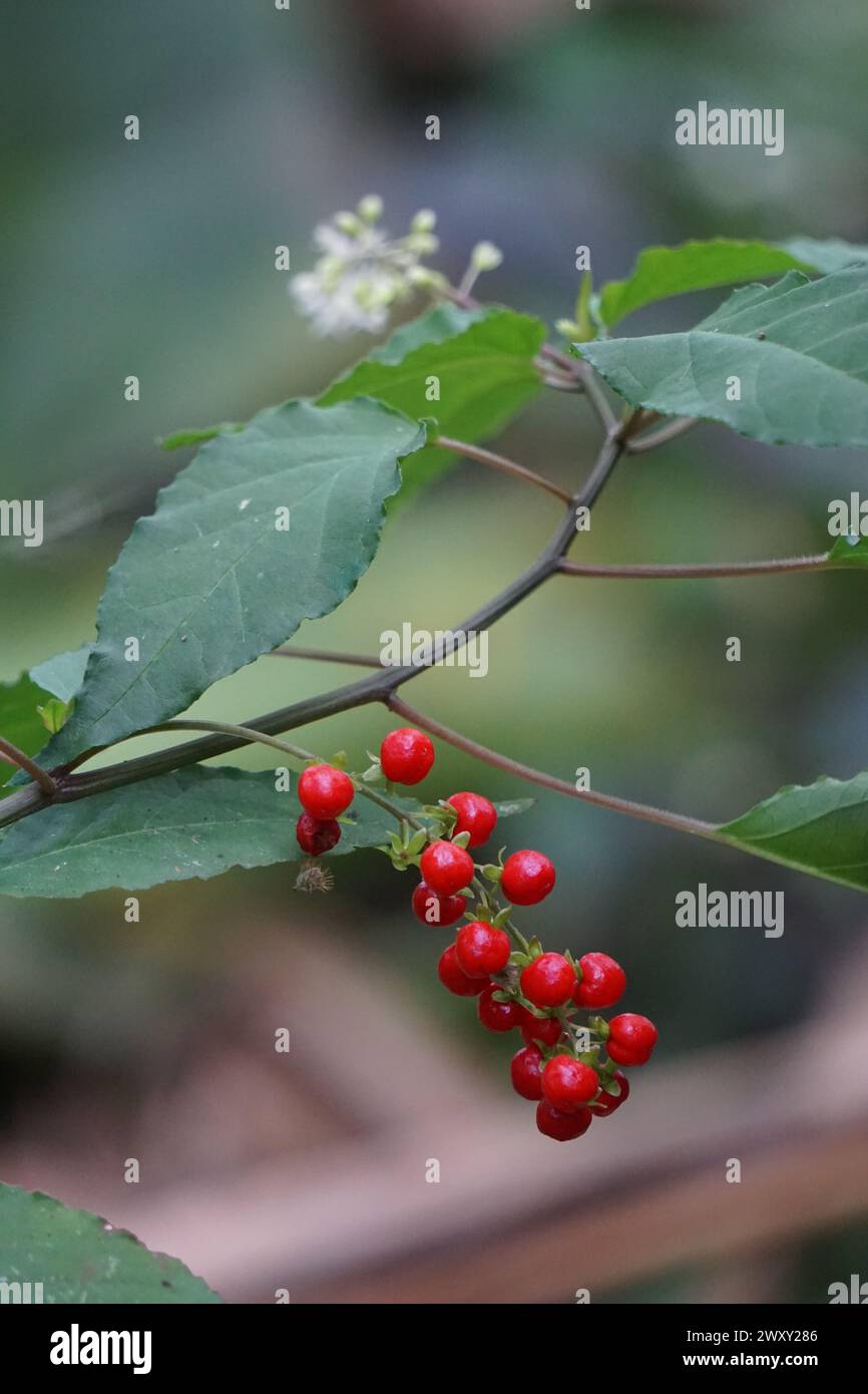 Rivina humilis (pigeonberry, rouge plant, baby peppers, bloodberry ...