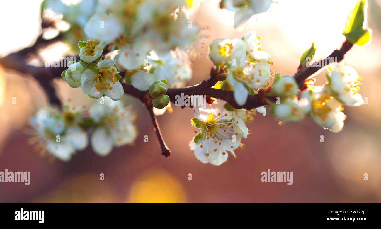 Prunus domestica flowers hi-res stock photography and images - Alamy