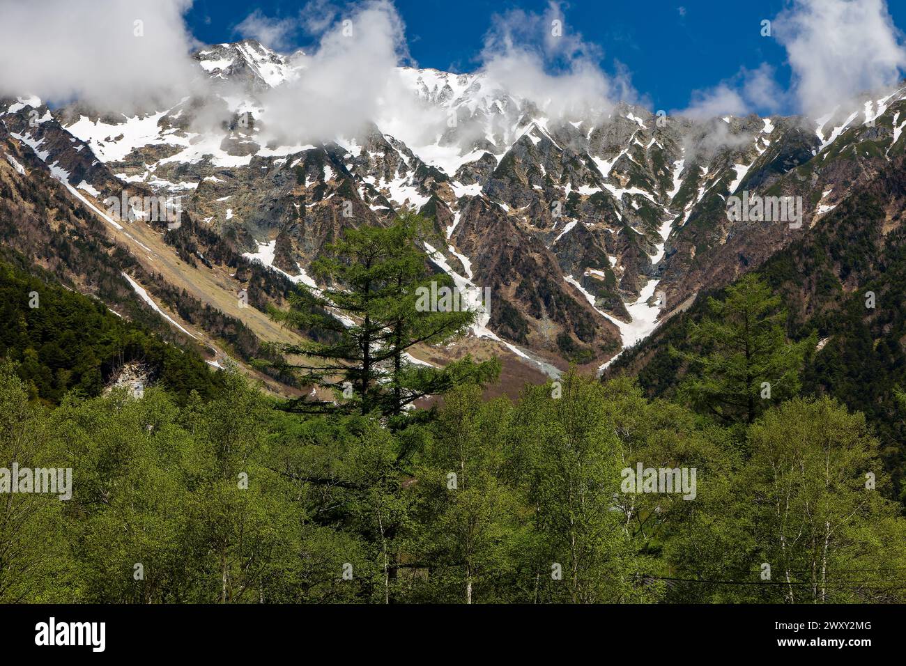 Tall trees and forest in front of steep, snowy mountain peaks (Japanese Alps, Nagano Stock Photo ...