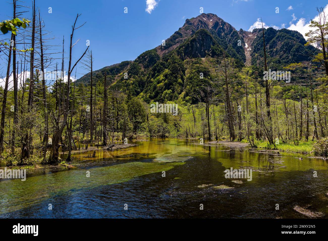Brown pond surrounded by lush forest in front of steep, high mountain ...