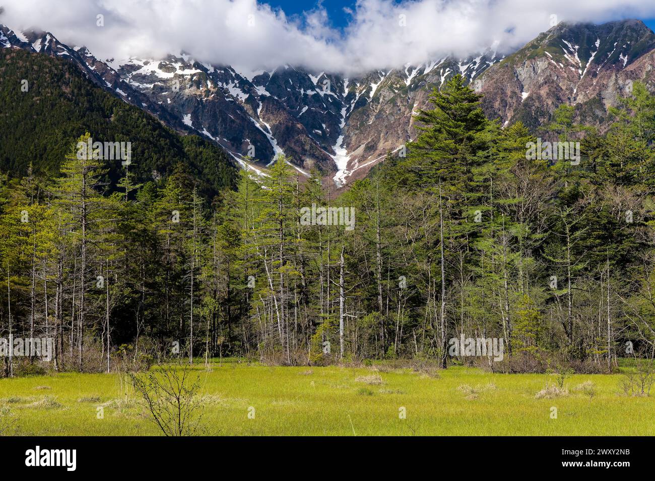 Tall trees and forest in front of steep, snowy mountain peaks (Japanese Alps, Nagano Stock Photo ...
